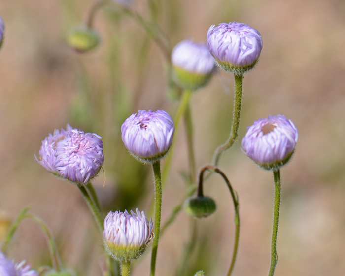 Erigeron divergens, Spreading Fleabane, Southwest Desert Flora